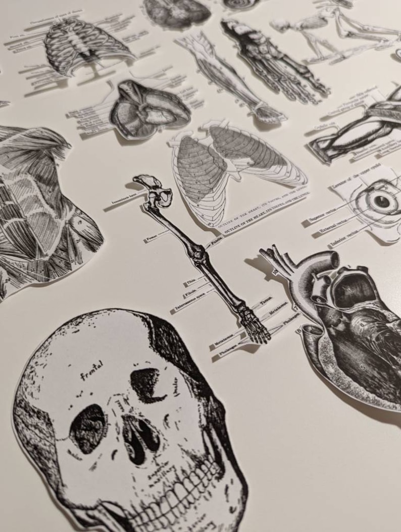 Anatomy Medical Illustrations PRINTABLE Set 1 ~~ Print at Home Set of ...
