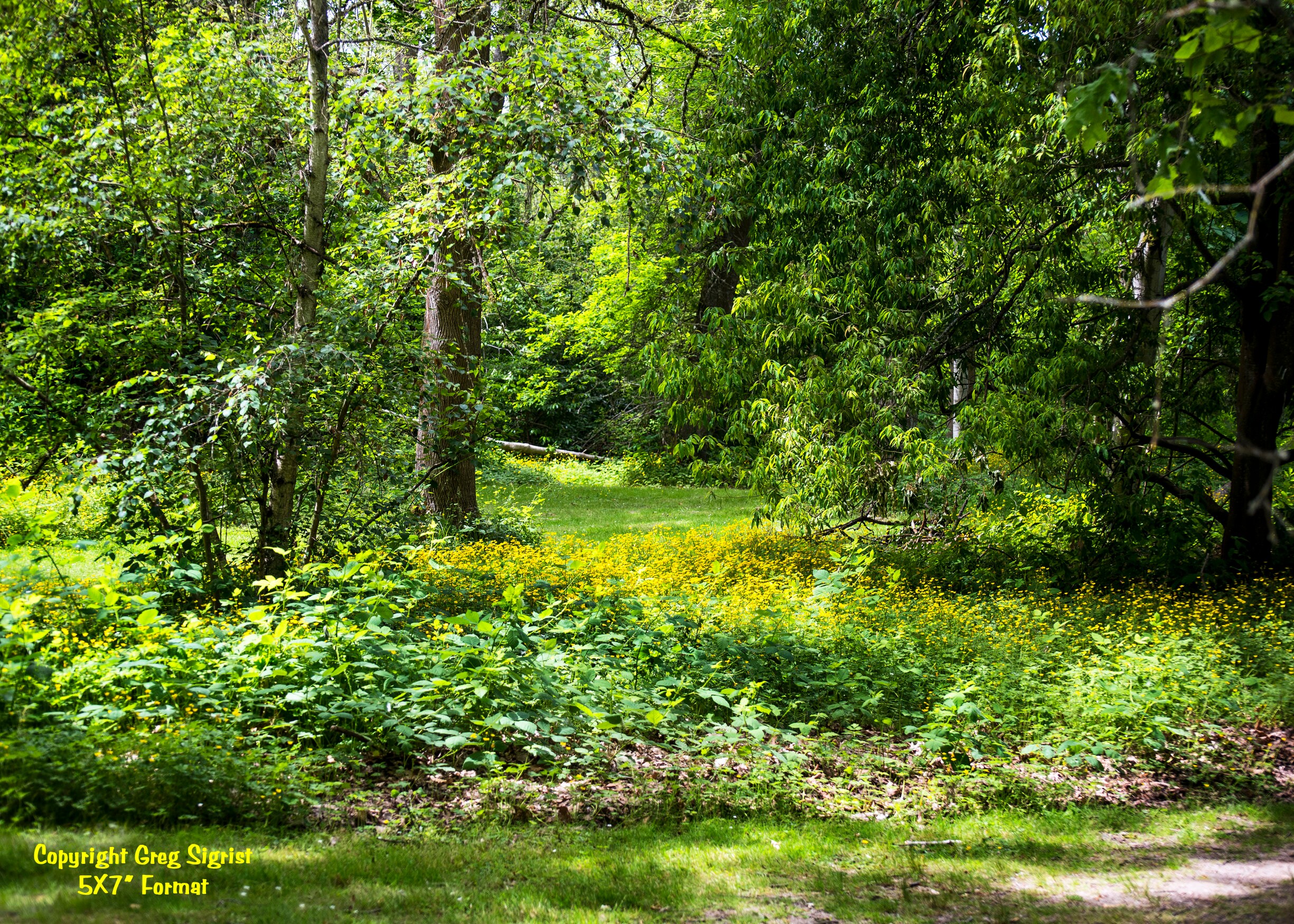 Peaceful Meadow Fine Art Photograph Available in 5X7 - Etsy