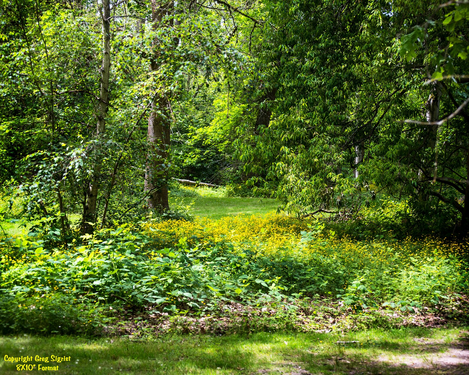 Peaceful Meadow Fine Art Photograph Available in 5X7 - Etsy