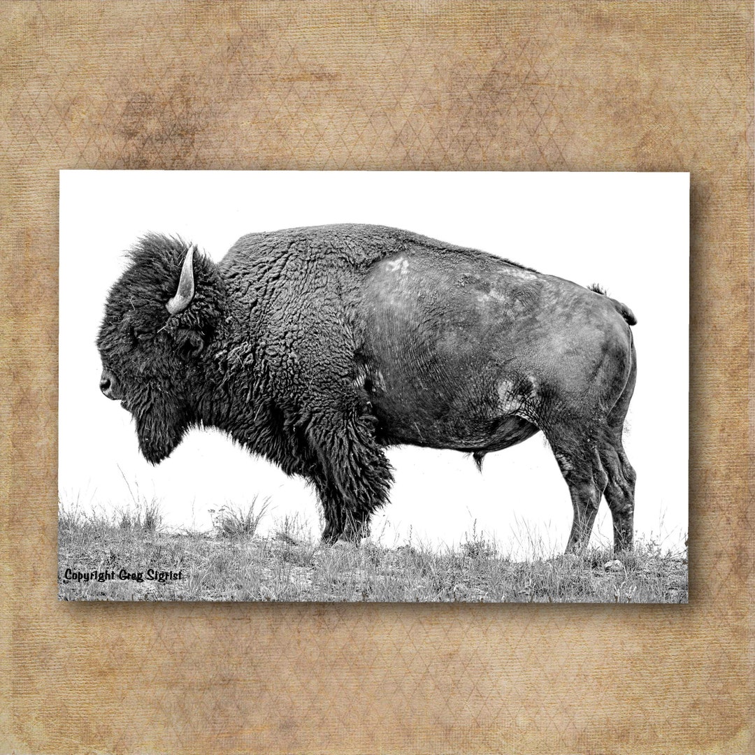 Western Buffalo Fine Art Photograph: Montana Black and White Print - Etsy