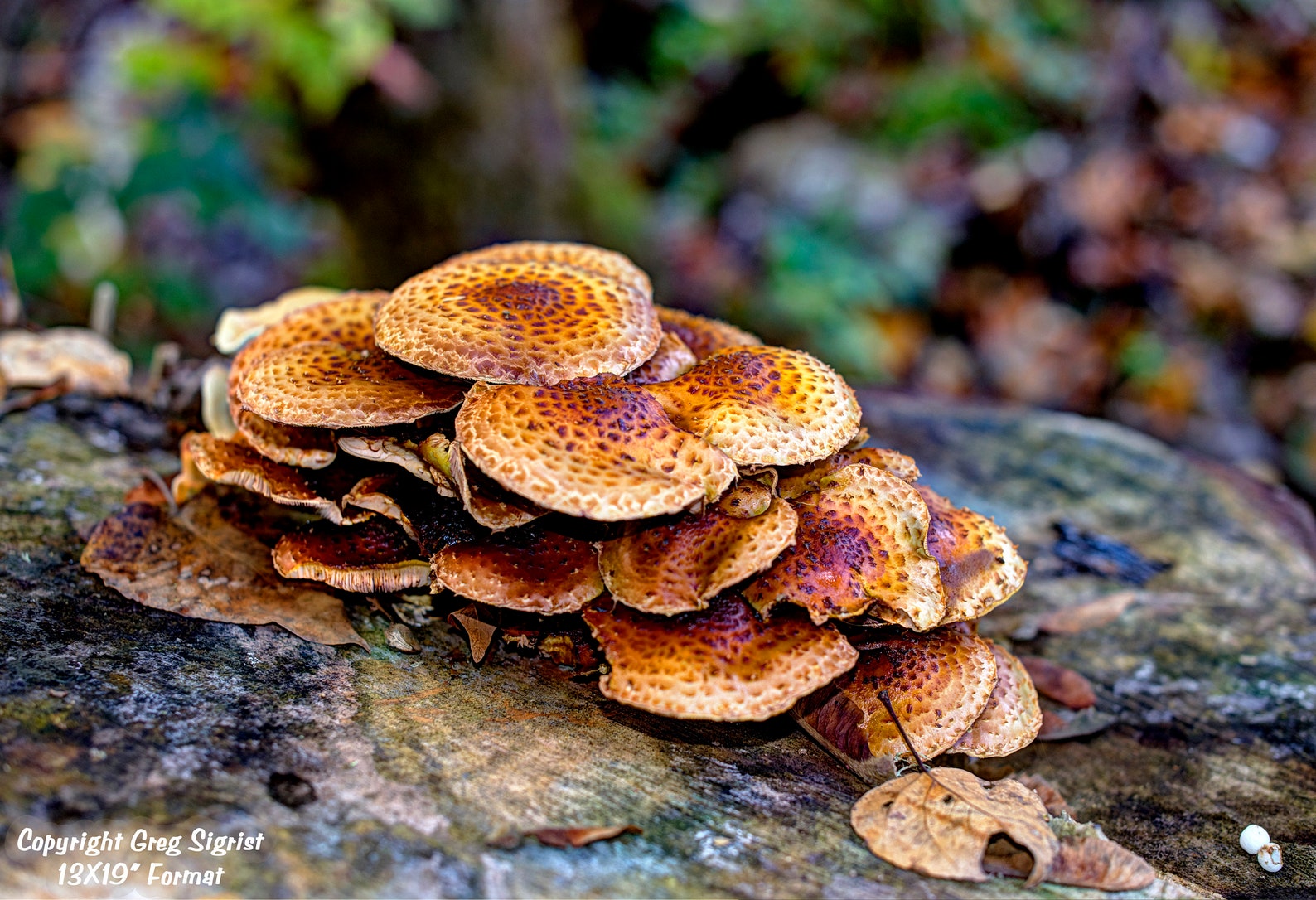 Autum Color Mushrooms Fine Art Fotografie verfügbar in 5x7, 8x10, 11x14 ...
