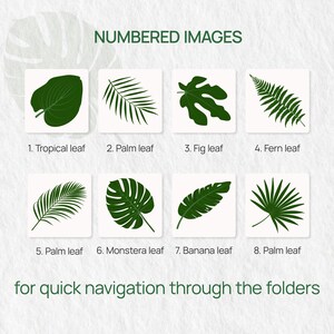 Tropical Leaves Vector Bundle | Monstera, Fern, Palm, Banana Leaf ...