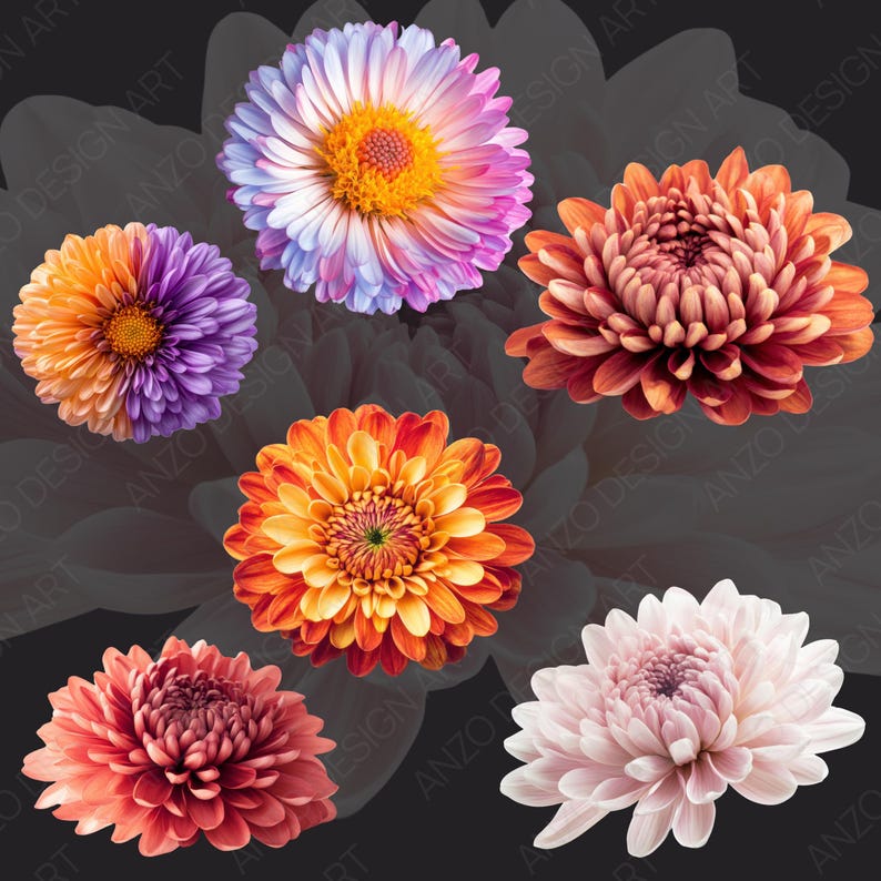 Flower Clipart Bundle | PNG Transparent Background | 300 DPI | Aster ...