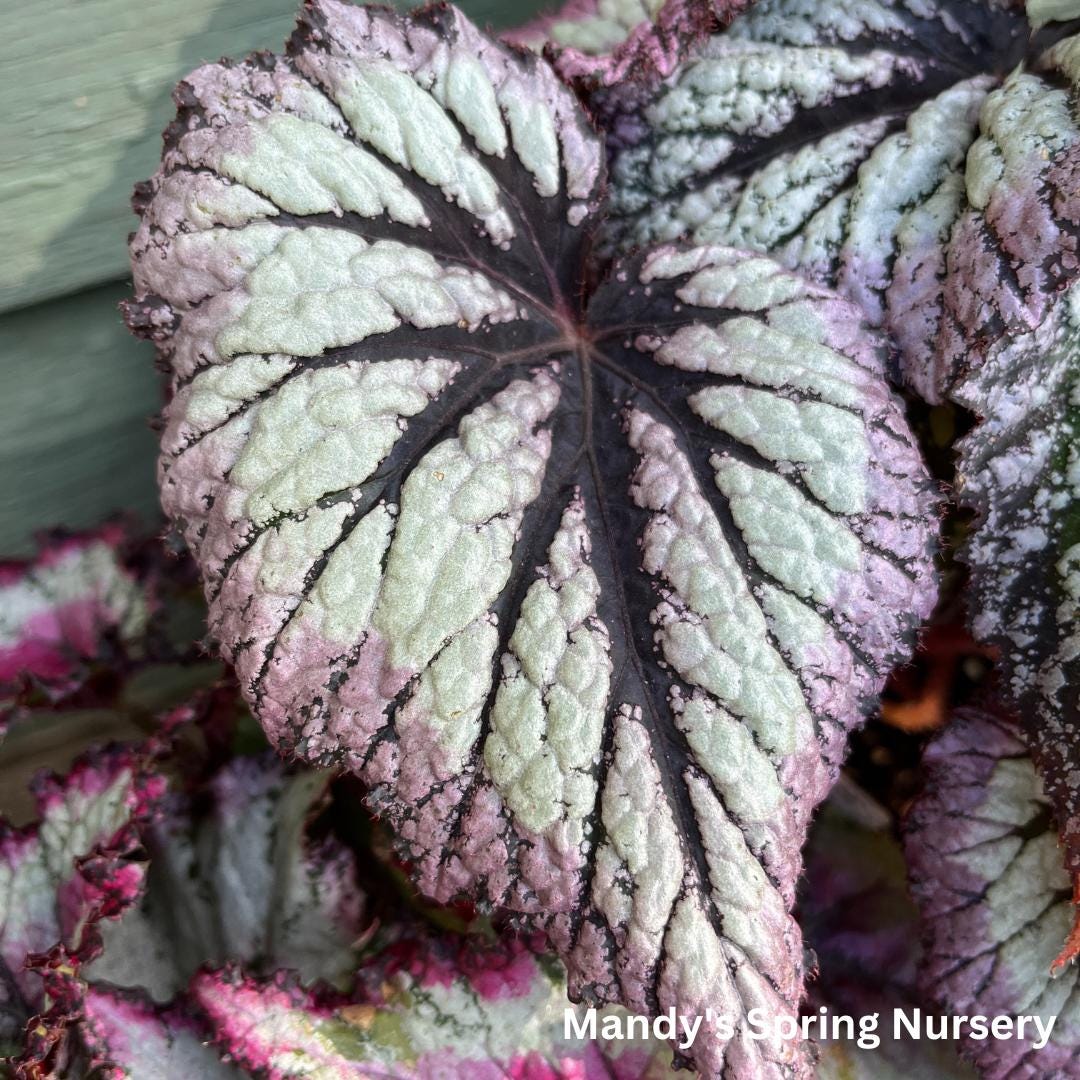 Colorful Leaf Begonia – Easy Indoor Foliage Plant - Etsy