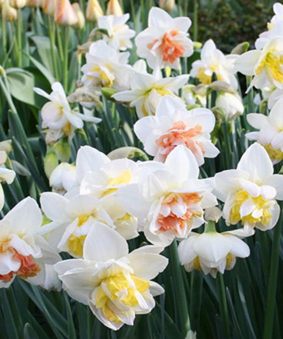 10 Bulbs Double Duo Daffodil Mix Bulbs – Fragrant Double Bloom Spring ...
