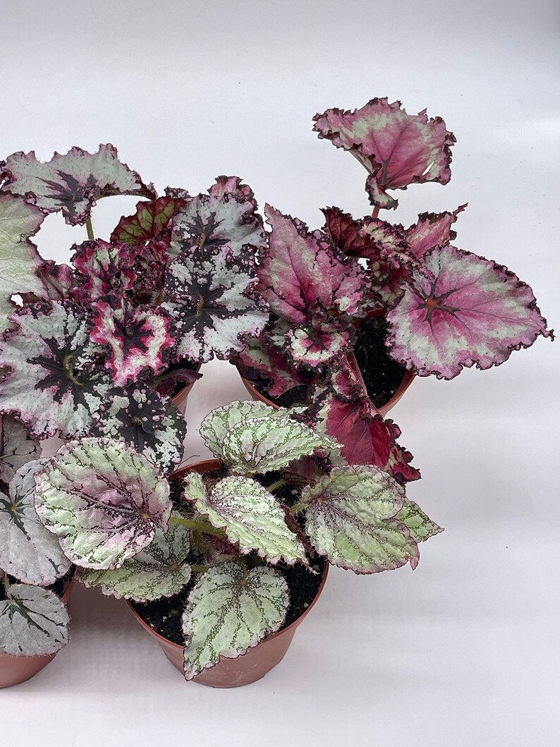Colorful Leaf Begonia – Easy Indoor Foliage Plant - Etsy