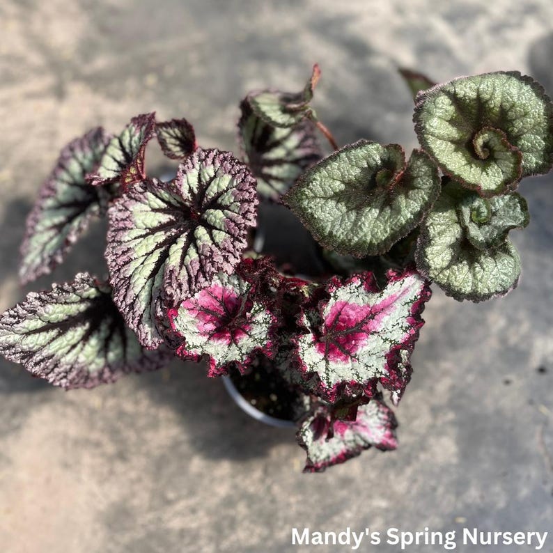 Colorful Leaf Begonia – Easy Indoor Foliage Plant - Etsy