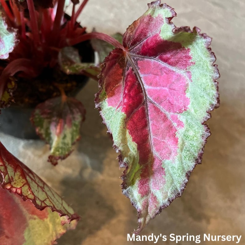 Colorful Leaf Begonia – Easy Indoor Foliage Plant - Etsy