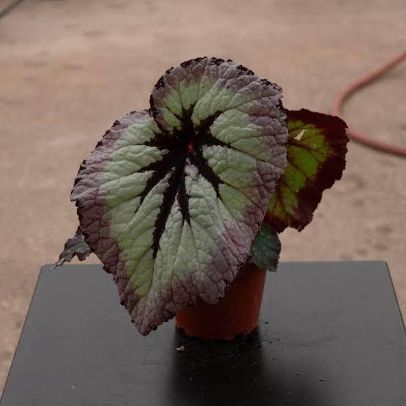 Colorful Leaf Begonia – Easy Indoor Foliage Plant - Etsy