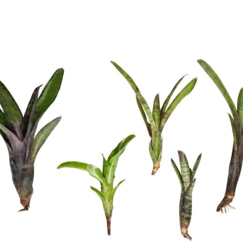 Frog Vivarium Bromeliad - Etsy