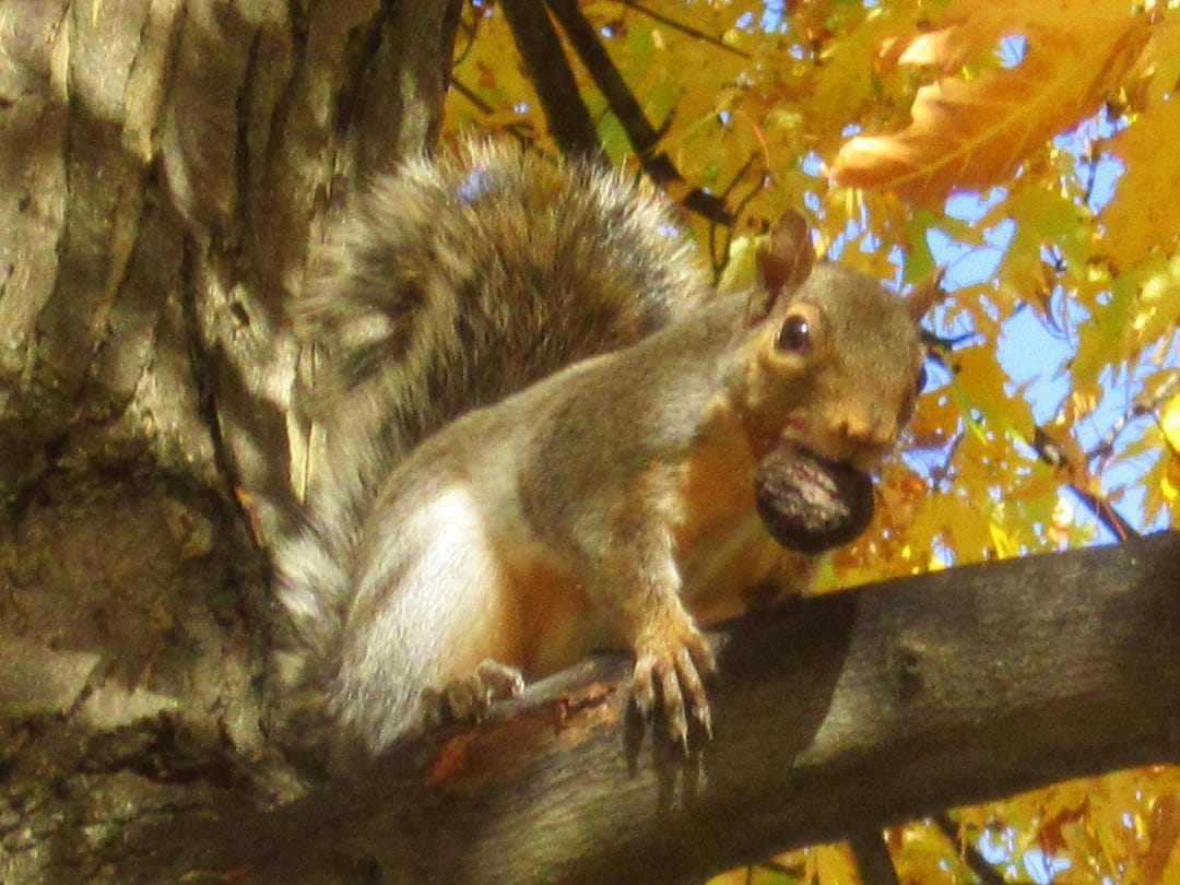 Getting Ready for Winter, Original Photo - Etsy