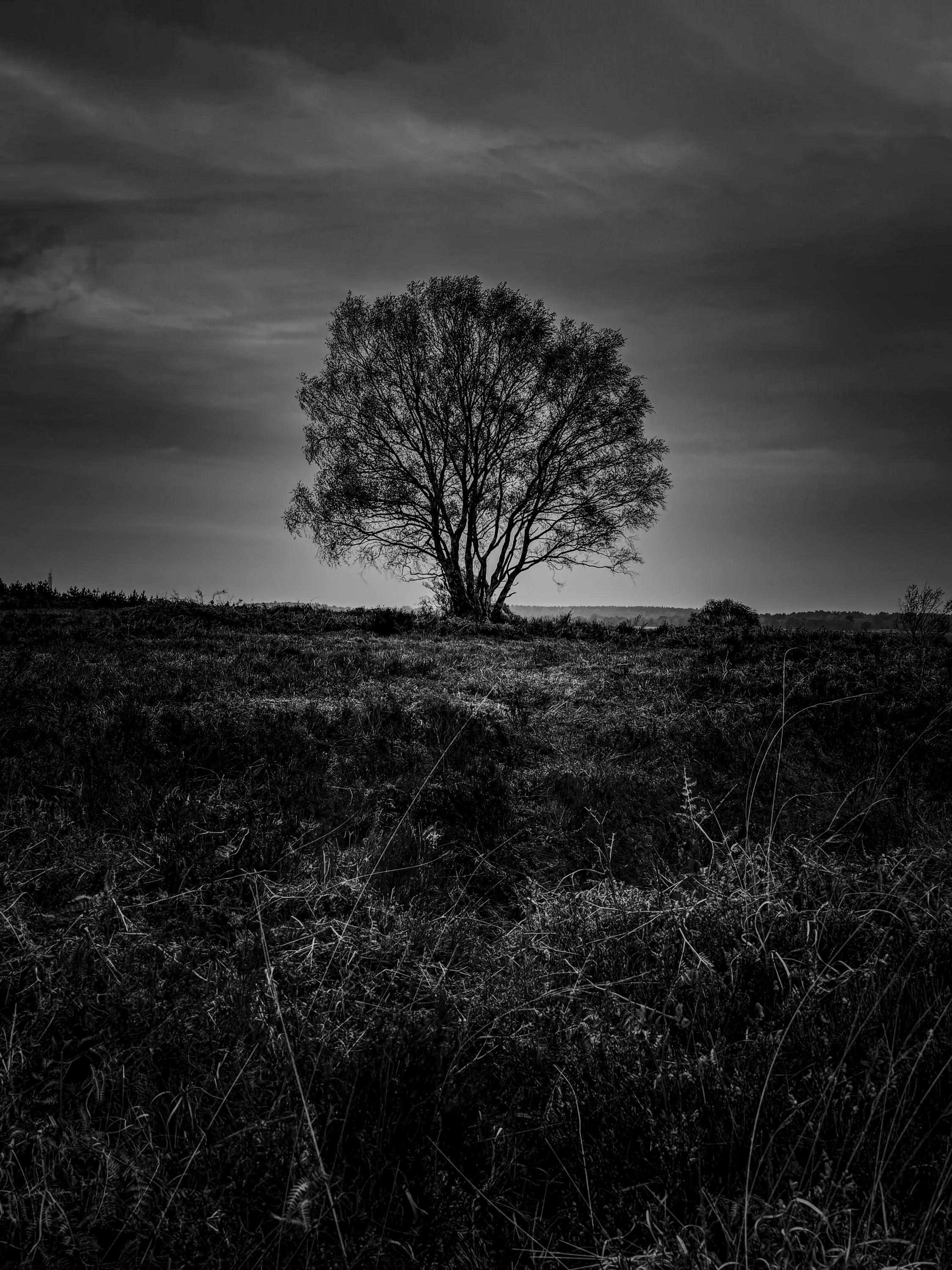 Solitude Tree – Minimal Landscape Photography Print - Etsy