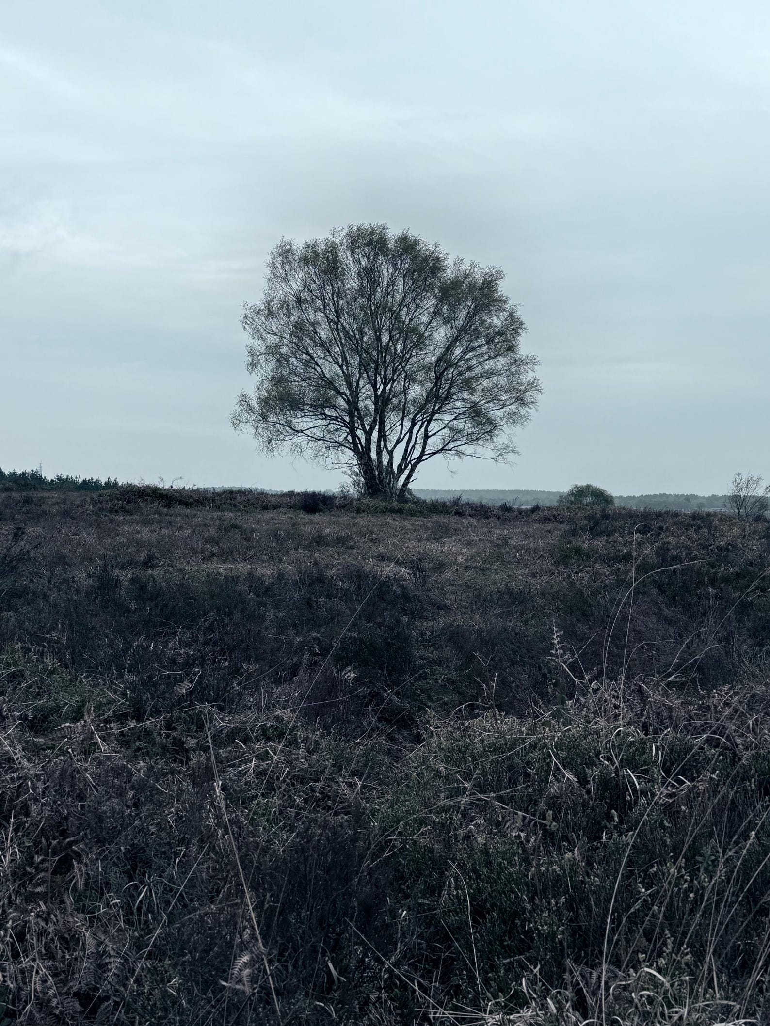 Solitude Tree – Minimal Landscape Photography Print - Etsy
