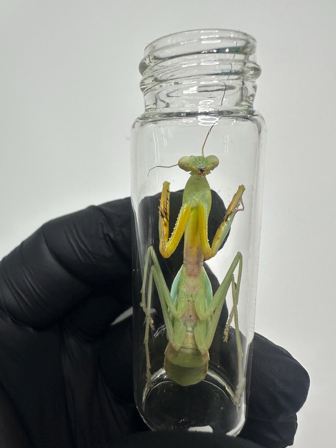 Giant Asian Mantis Specimen - Etsy