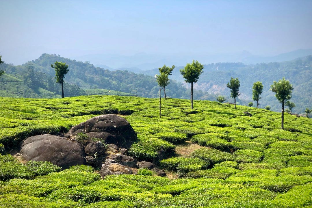 Serene Munnar Tea Plantation Landscape – Misty Hills & Lush Greenery ...