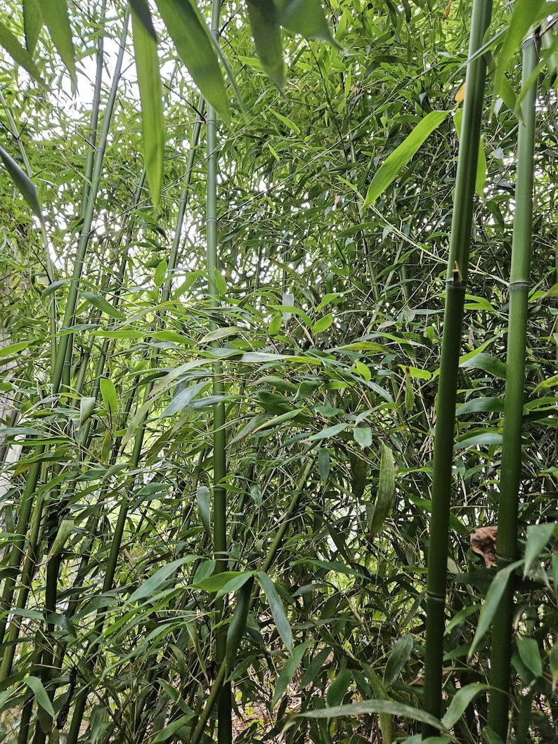 Madake Bamboo Rhizomes 1-12 Pack (phyllostachys Bambusoides), Bare-root ...