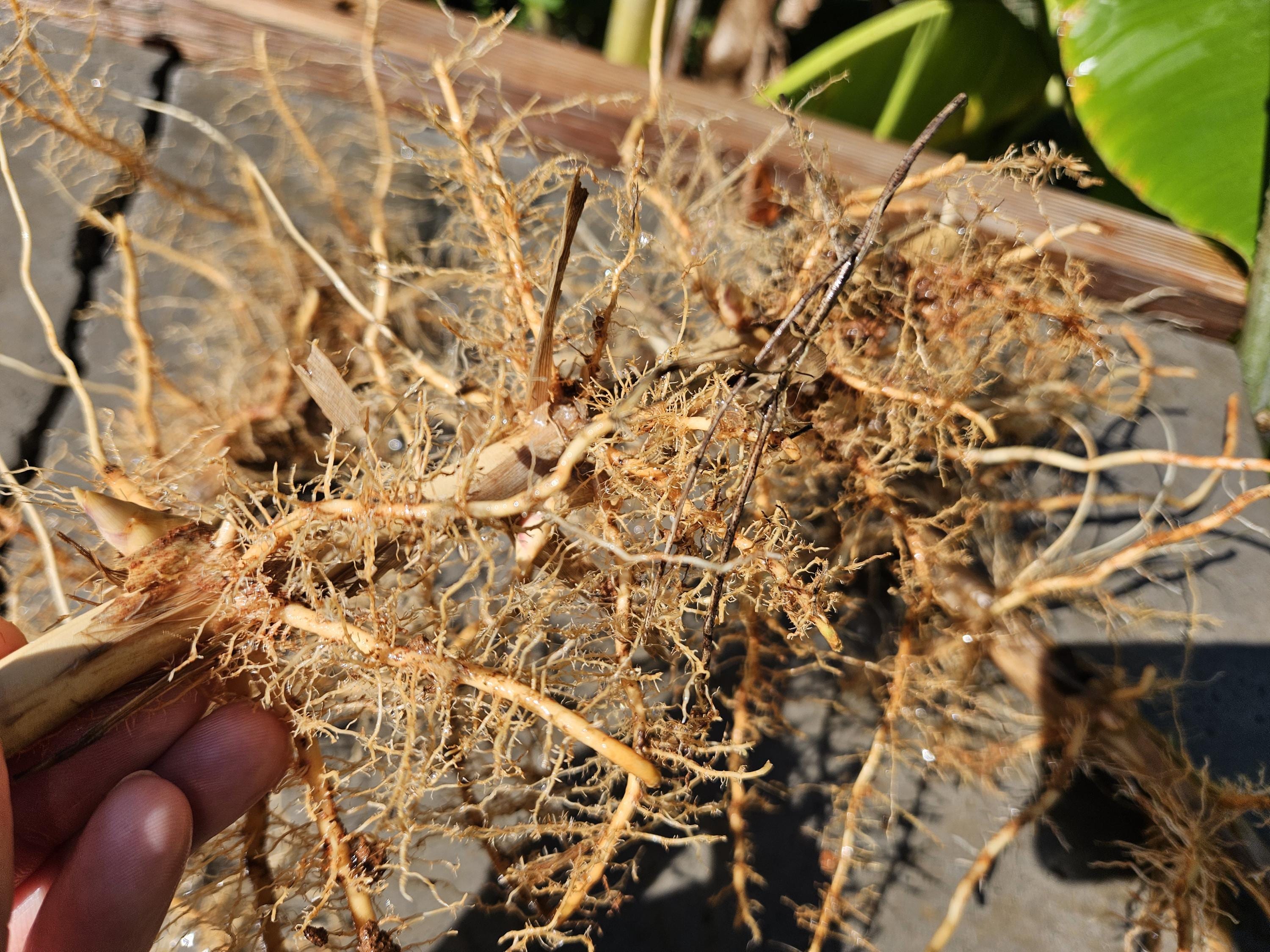 Madake Bamboo Rhizomes 1-12 Pack (phyllostachys Bambusoides), Bare-root ...