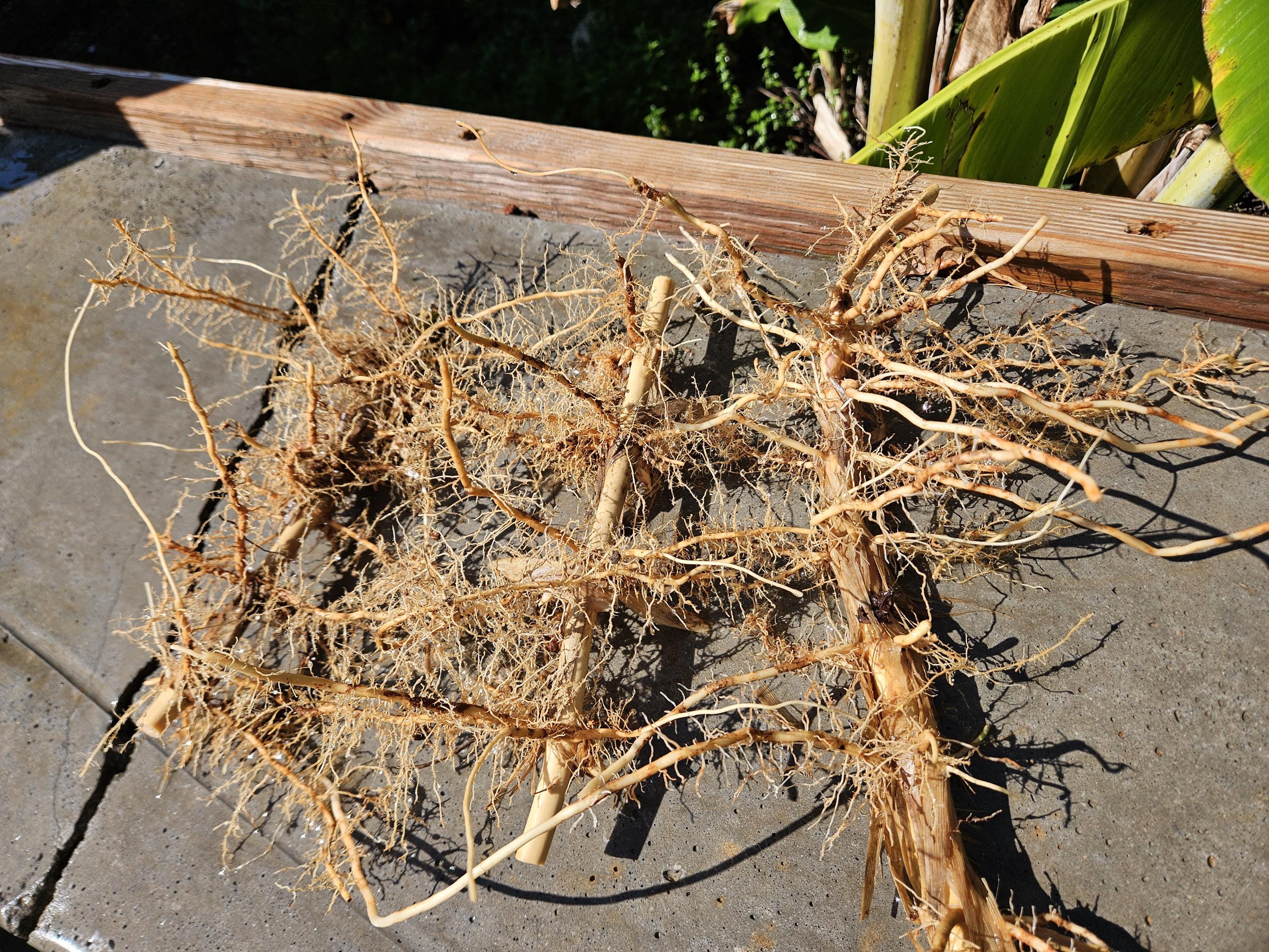 Madake Bamboo Rhizomes 1-12 Pack (phyllostachys Bambusoides), Bare-root ...