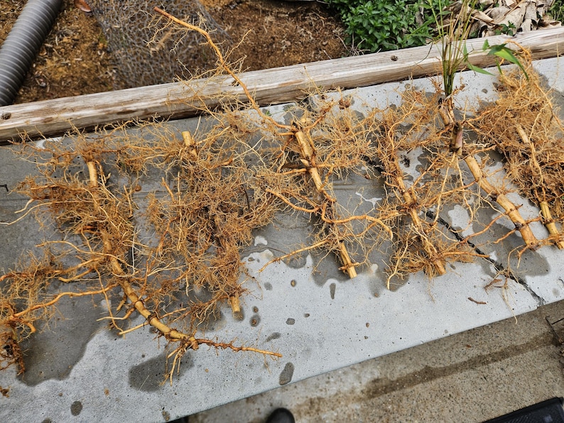 Madake Bamboo Rhizomes 1-12 Pack (phyllostachys Bambusoides), Bare-root ...