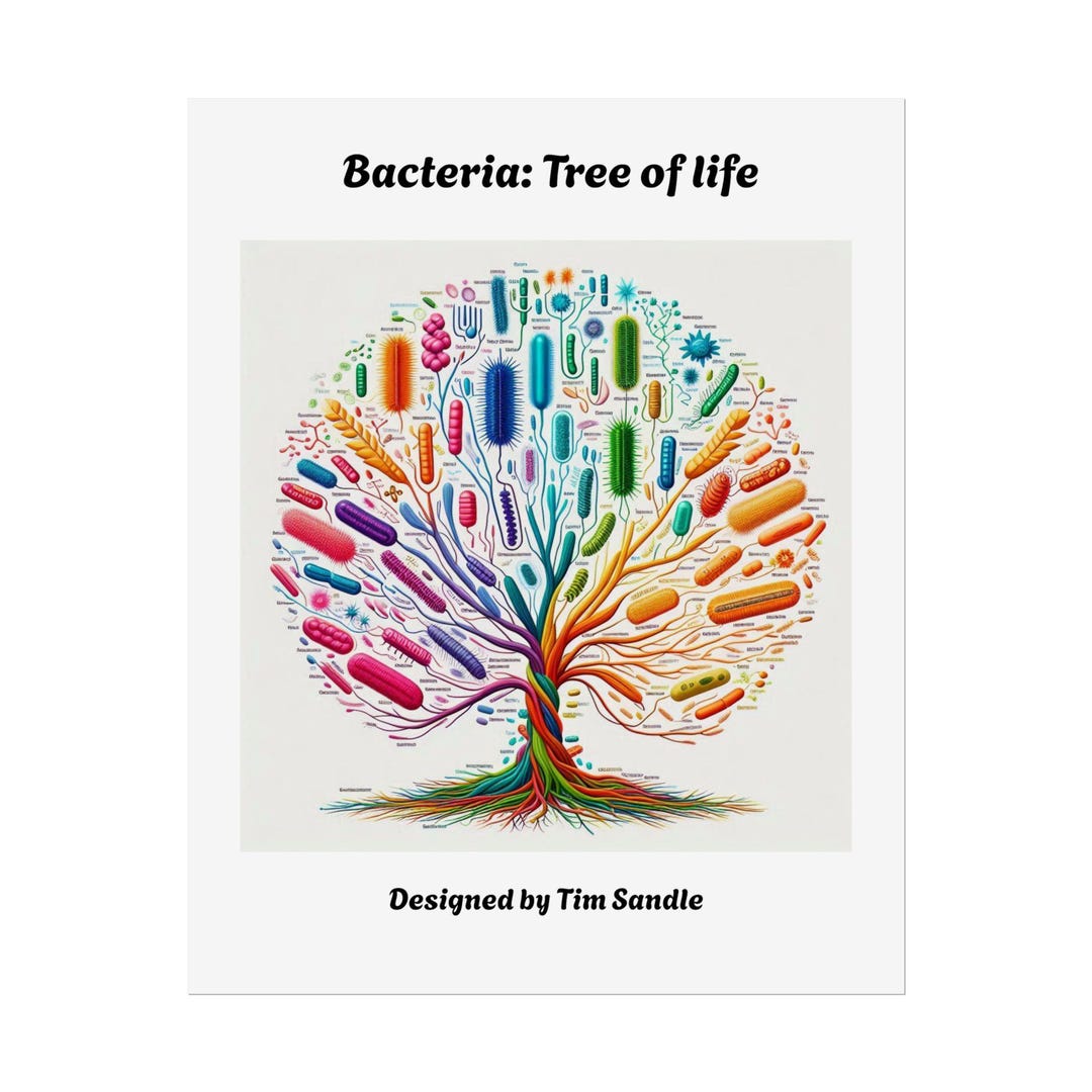 Phylogentic Bacteria Tree Rolled Posters - Etsy