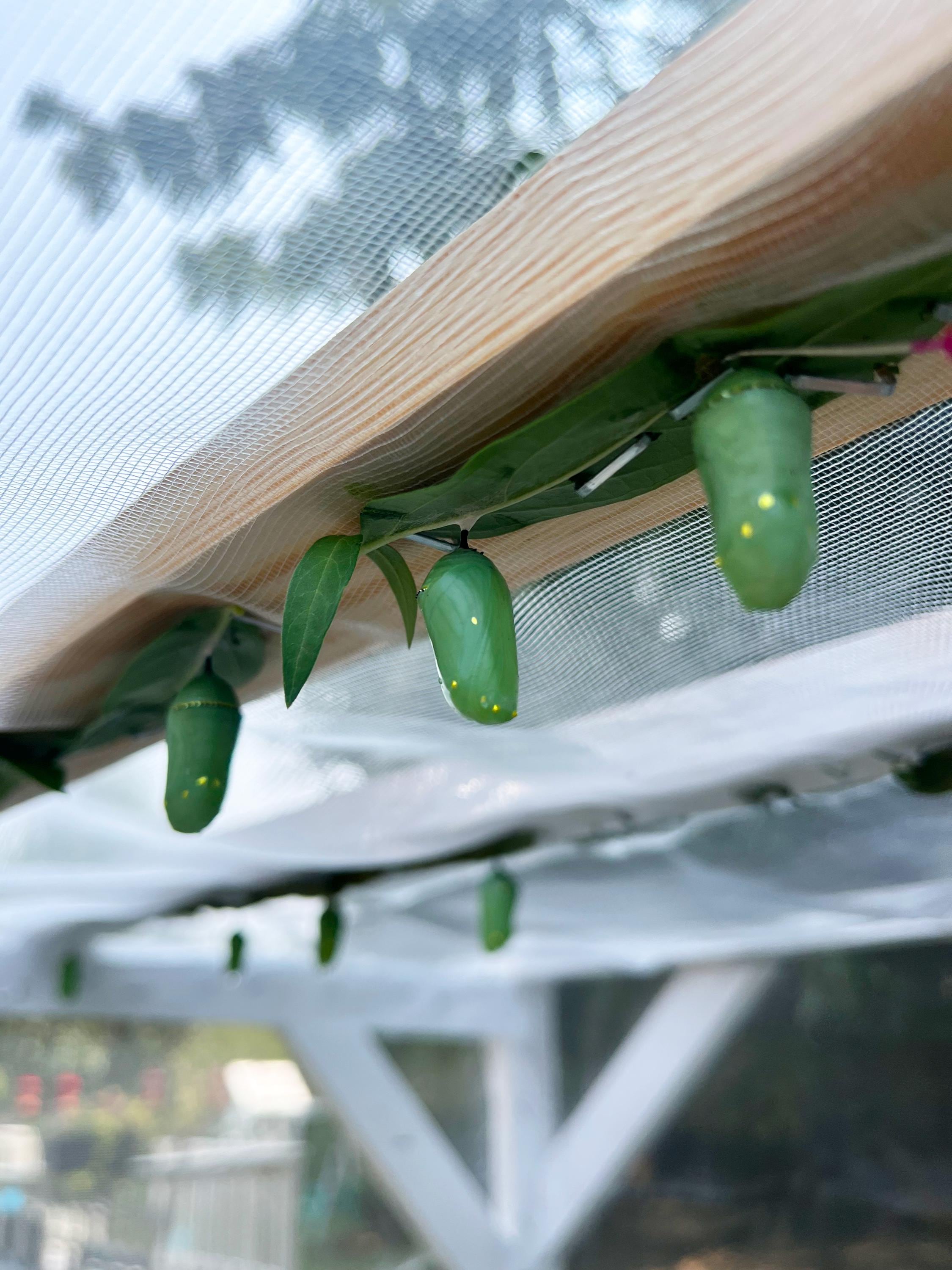 Monarch Butterfly House Plans, DIY Mesh Enclosure (digital Download) - Etsy