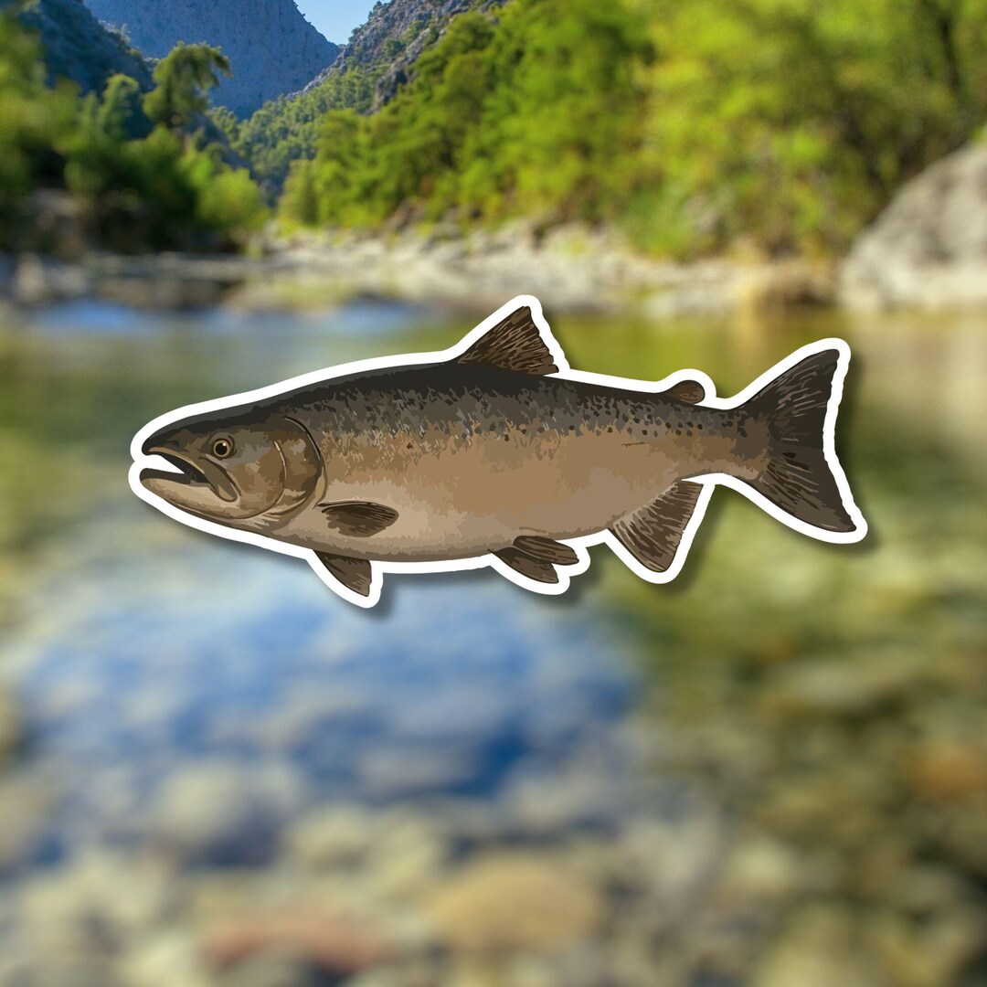 Chinook Salmon Sticker for Fishing Lover Gift Tackle Box Decal for PNW ...