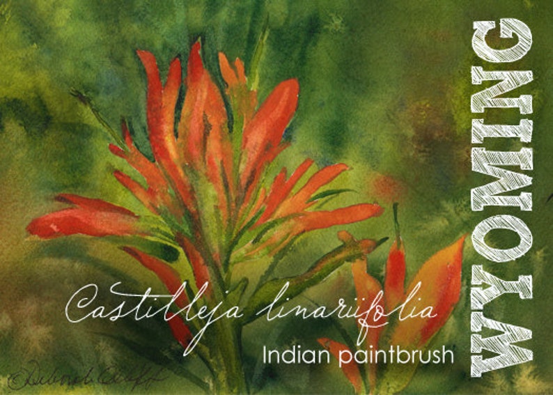 Wyoming Watercolor ACEO State Flowers Indian Paintbrush - Etsy
