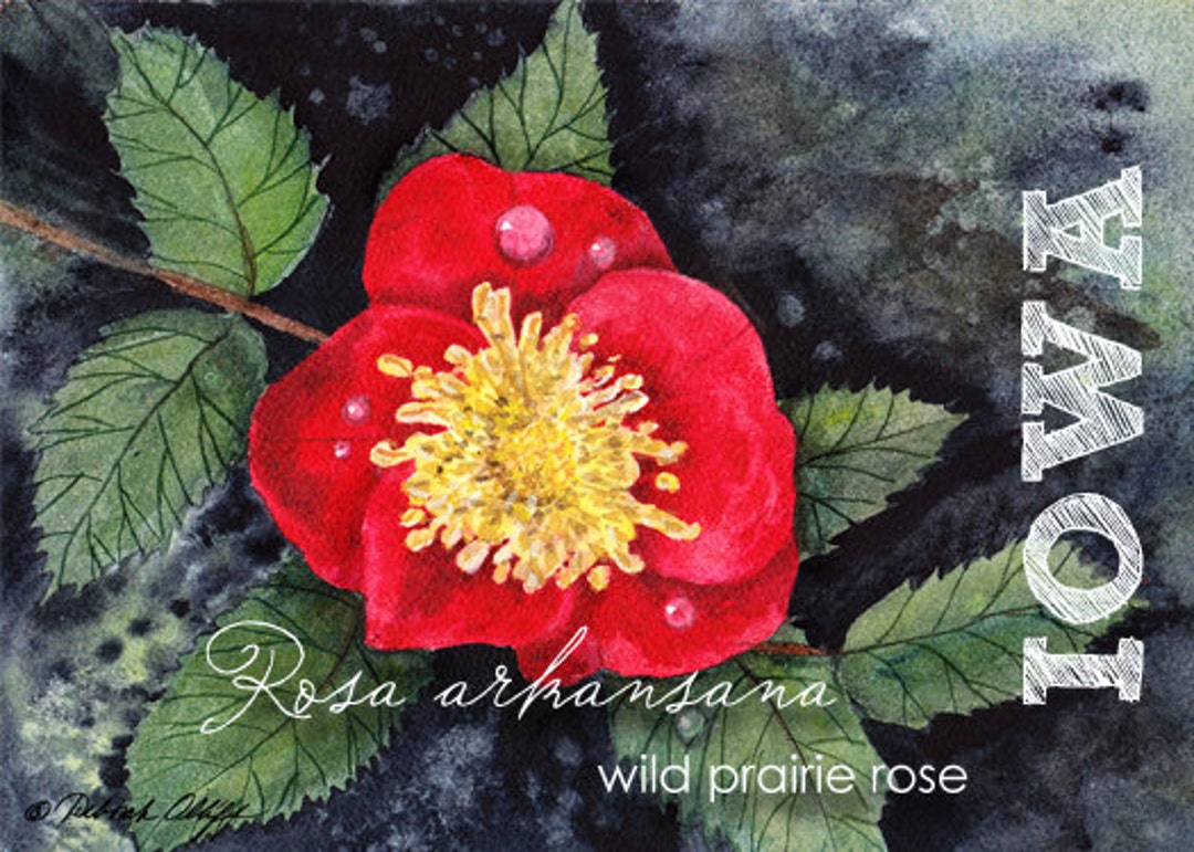 Iowa, Watercolor ACEO, State Flowers, Wild Prairie Rose, Rosa Arkansana ...