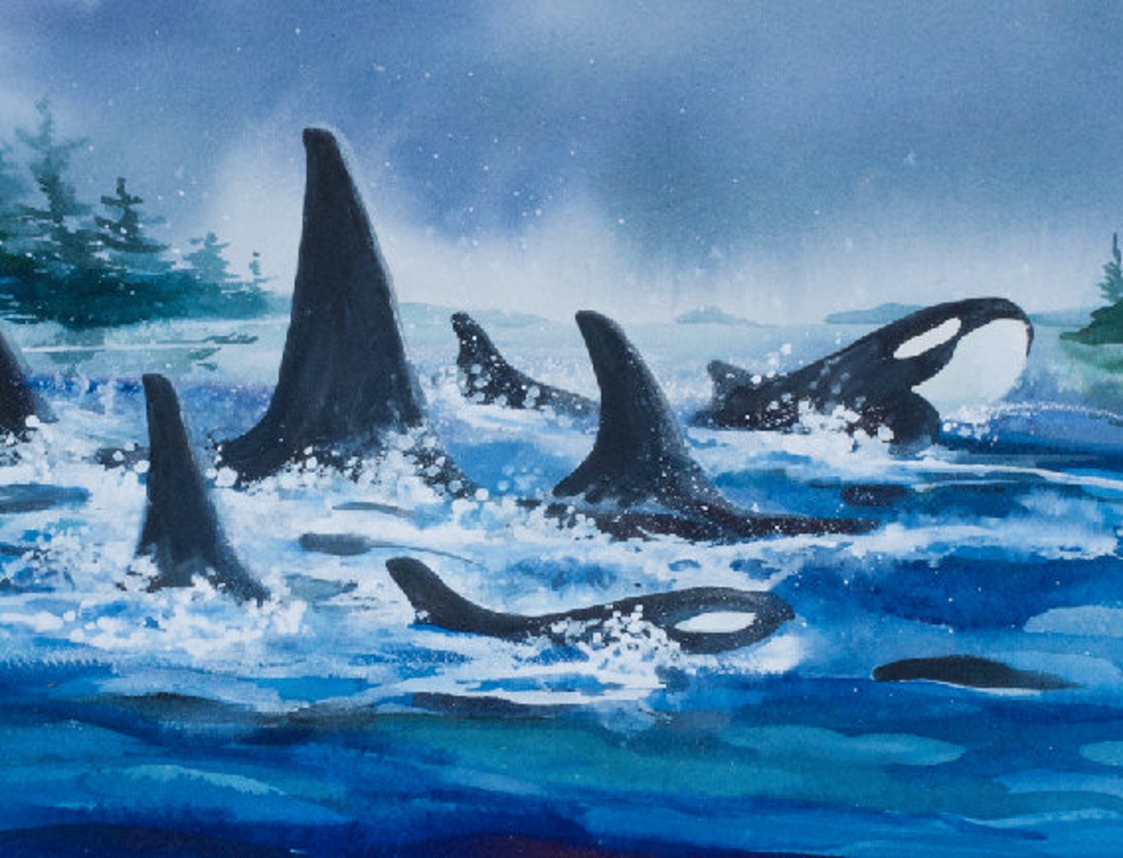 Joyful Pod Orca Watercolor Print Killer Whales Ocean - Etsy