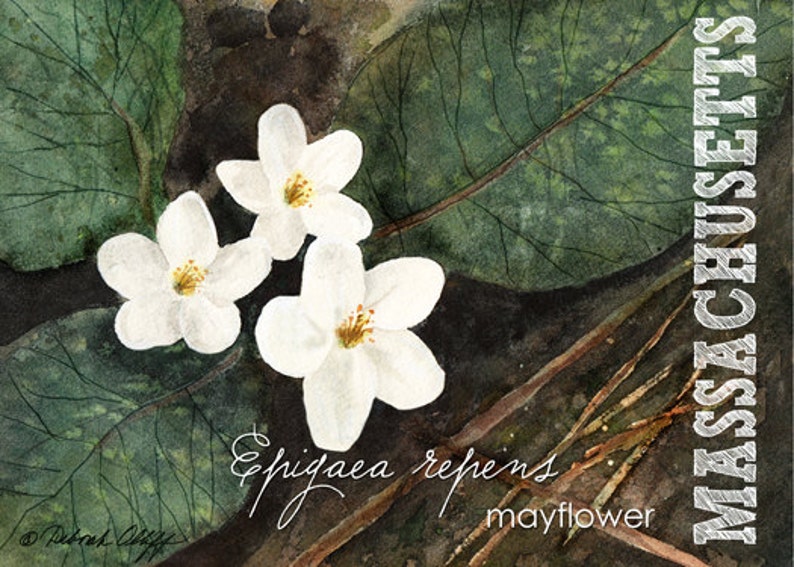Massachusetts, Watercolor ACEO, State Flowers, Mayflower, Epigaea ...