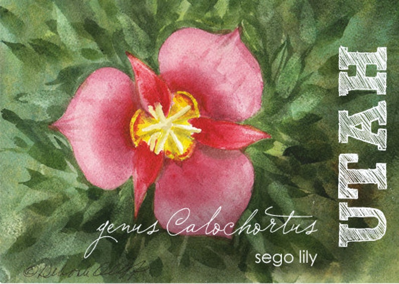 Utah Watercolor ACEO State Flowers Sego Lily Genus - Etsy