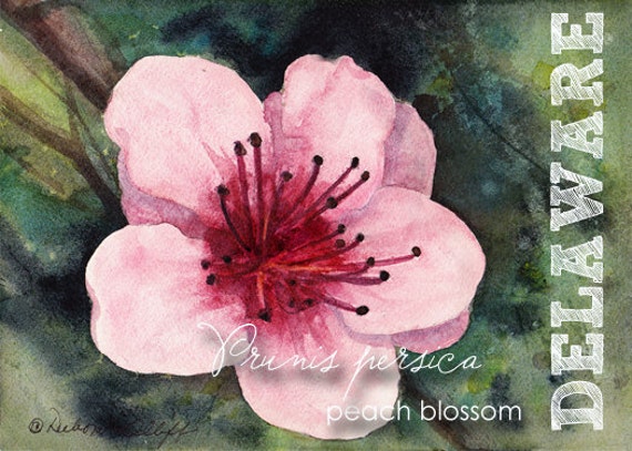 Delaware State Flower Drawing