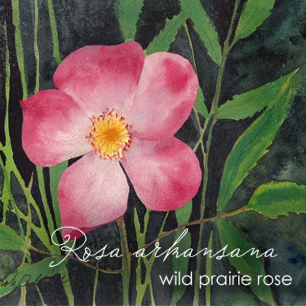 Wild Prairie Rose - Etsy