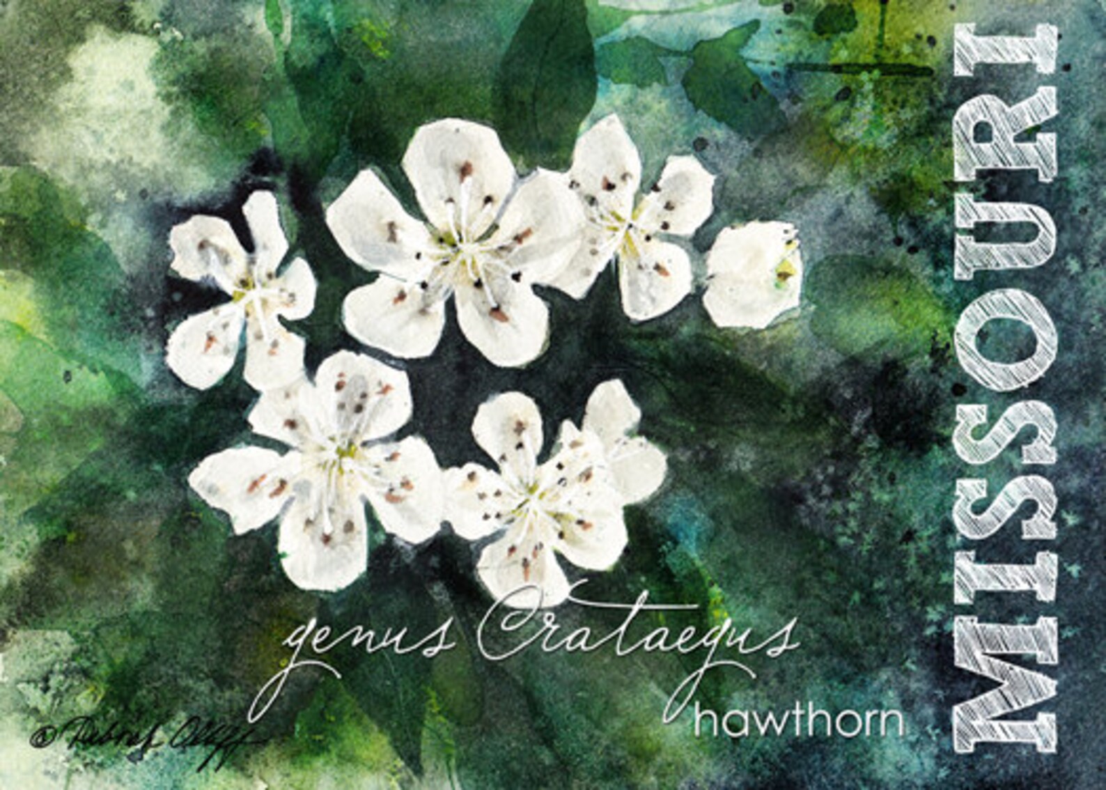 Missouri Watercolor ACEO State Flowers Hawthorn - Etsy