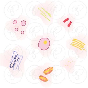 Animal Cell Science Diagram Clipart Set (300 Dpi) School Teacher Clip ...