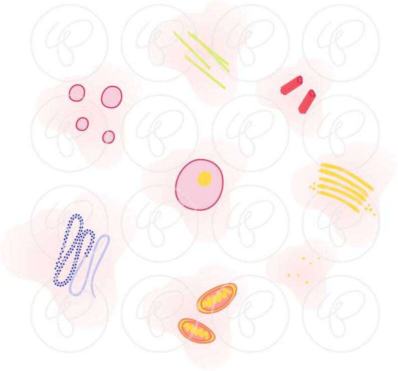 Animal Cell Science Diagram Clipart Set (300 Dpi) School Teacher Clip ...