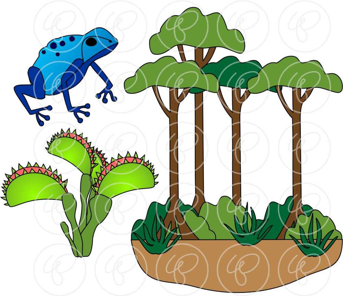 Learning About the Amazon Rainforest: Clip Art Pack 300 Dpi Digital ...