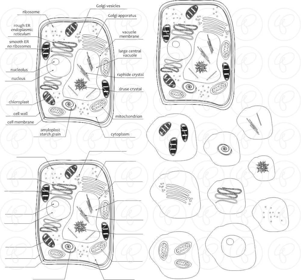 Plant Cell Science Diagram Clipart Set (300 Dpi) School Teacher Clip ...