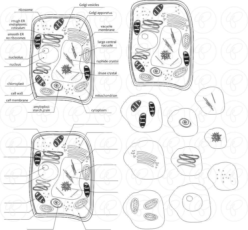 Plant Cell Science Diagram Clipart Set (300 Dpi) School Teacher Clip ...
