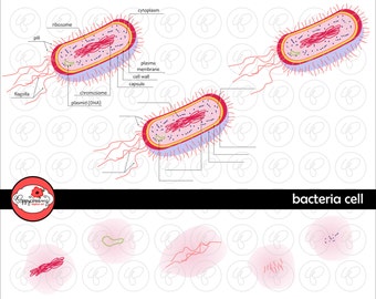 Plant Cell Science Diagram Clipart Set 300 dpi School