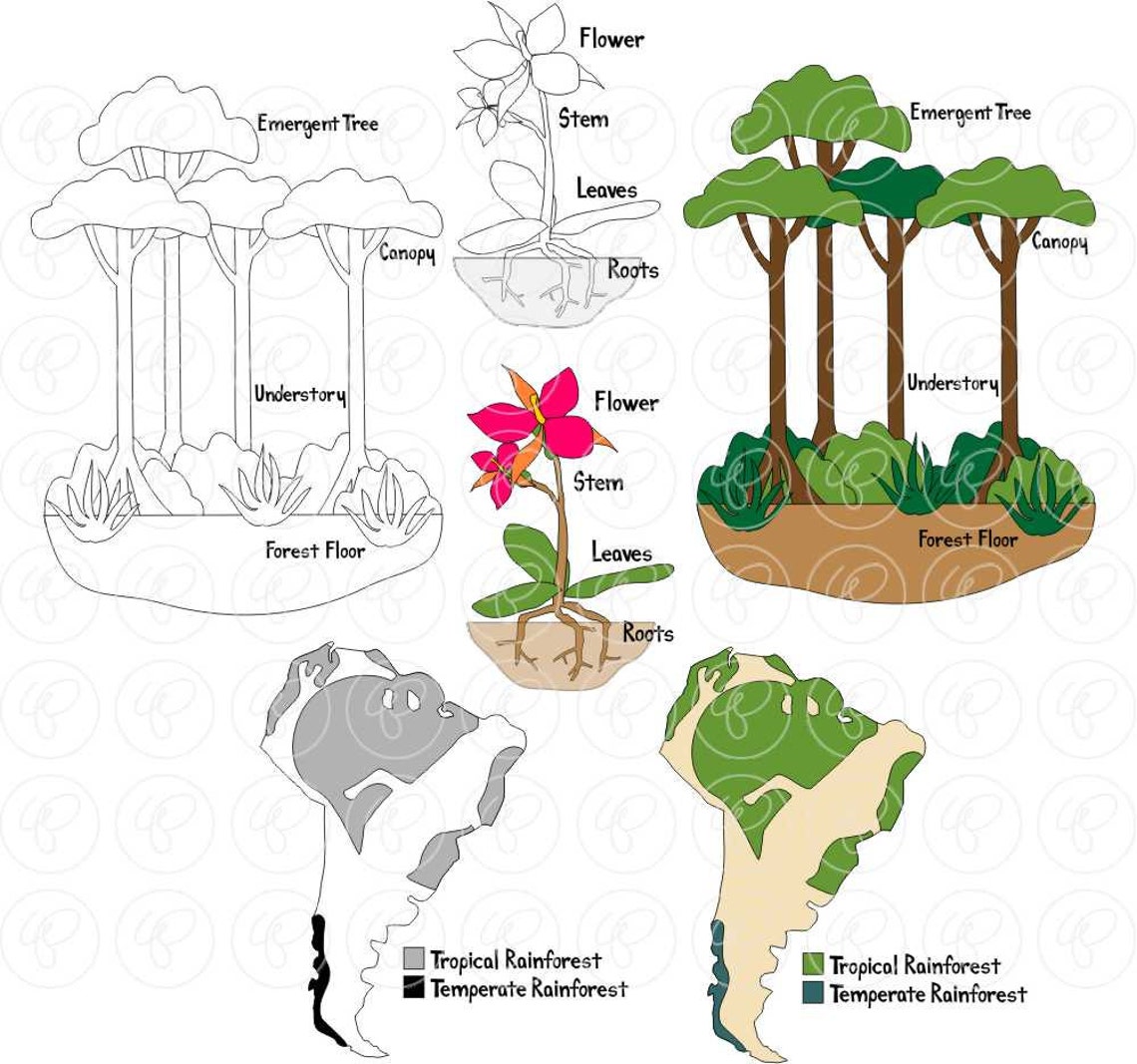 Learning About the Amazon Rainforest: Clip Art Pack 300 Dpi Digital ...