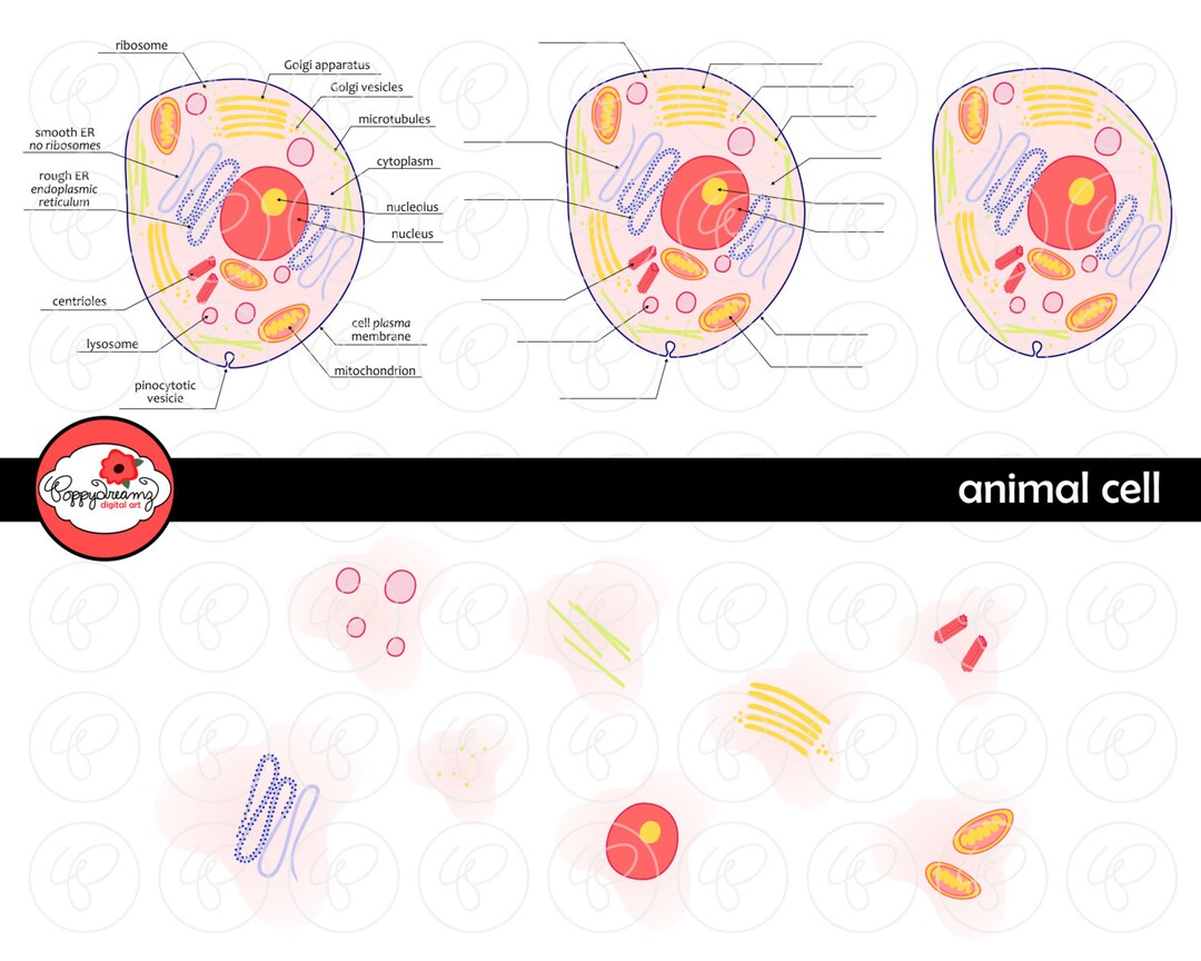 Animal Cell Science Diagram Clipart Set 300 Dpi School Teacher Clip Art ...