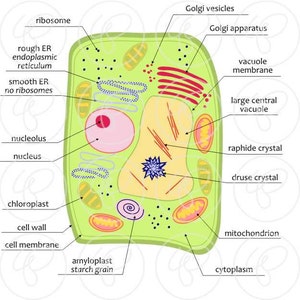 Plant Cell Science Diagram Clipart Set (300 Dpi) School Teacher Clip ...