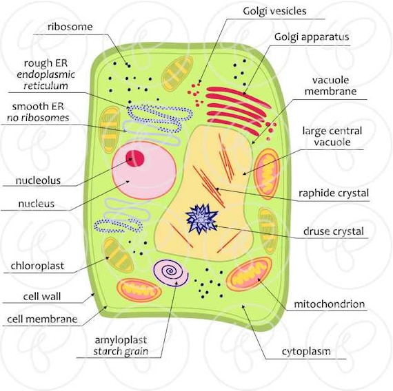 Plant Cell Clipart