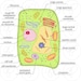 Plant Cell Science Diagram Clipart Set (300 Dpi) School Teacher Clip ...