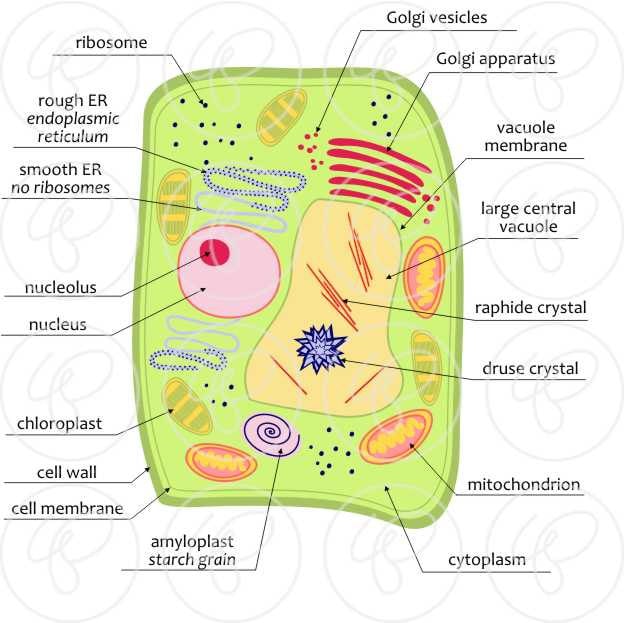Plant Cell Science Diagram Clipart Set (300 Dpi) School Teacher Clip ...