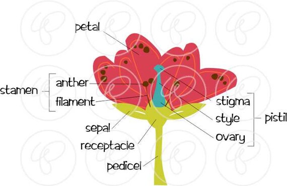 Science Clipart Pics Of Flowers