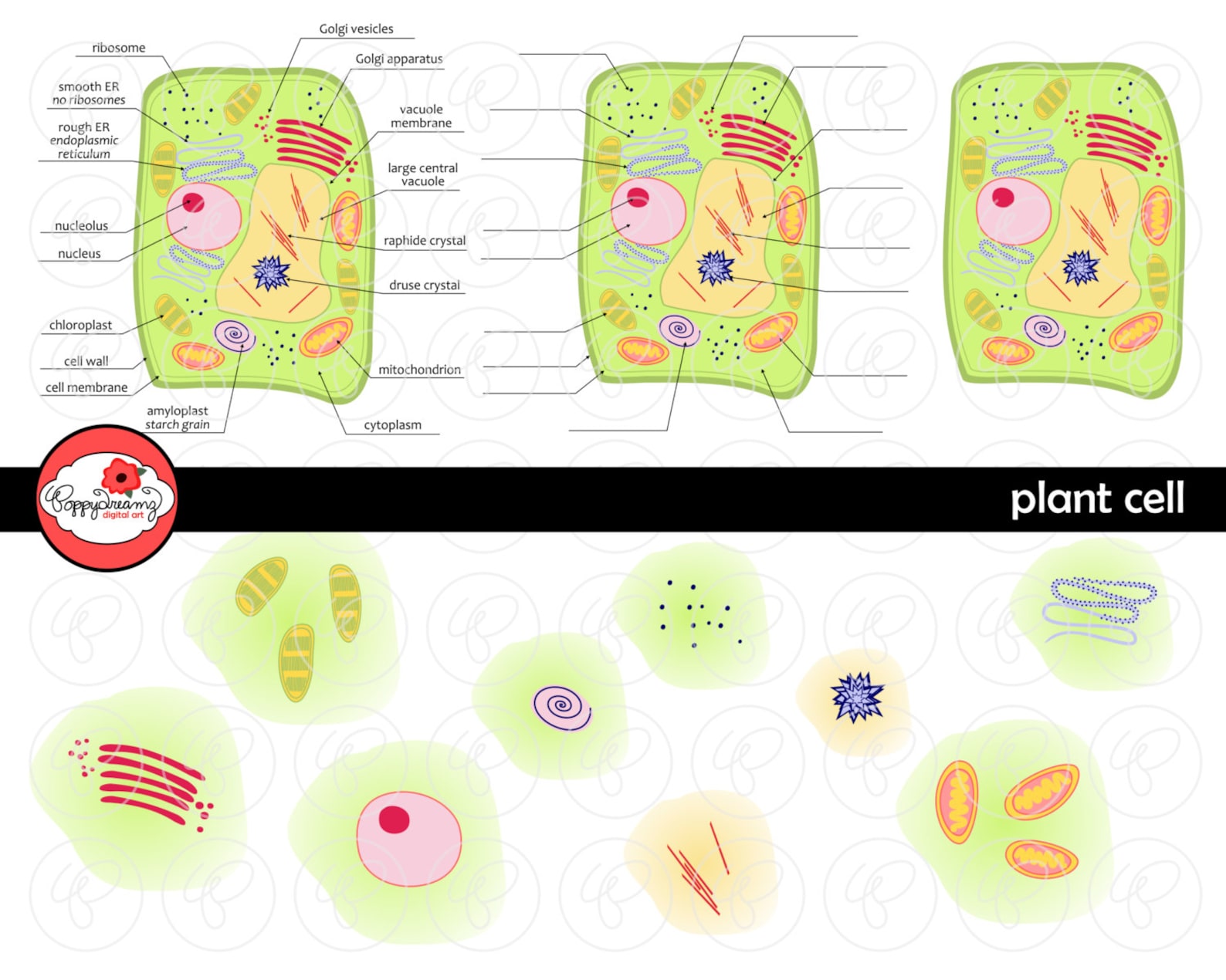 Plant Cell Science Diagram Clipart Set (300 Dpi) School Teacher Clip ...