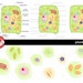 Plant Cell Science Diagram Clipart Set (300 Dpi) School Teacher Clip ...