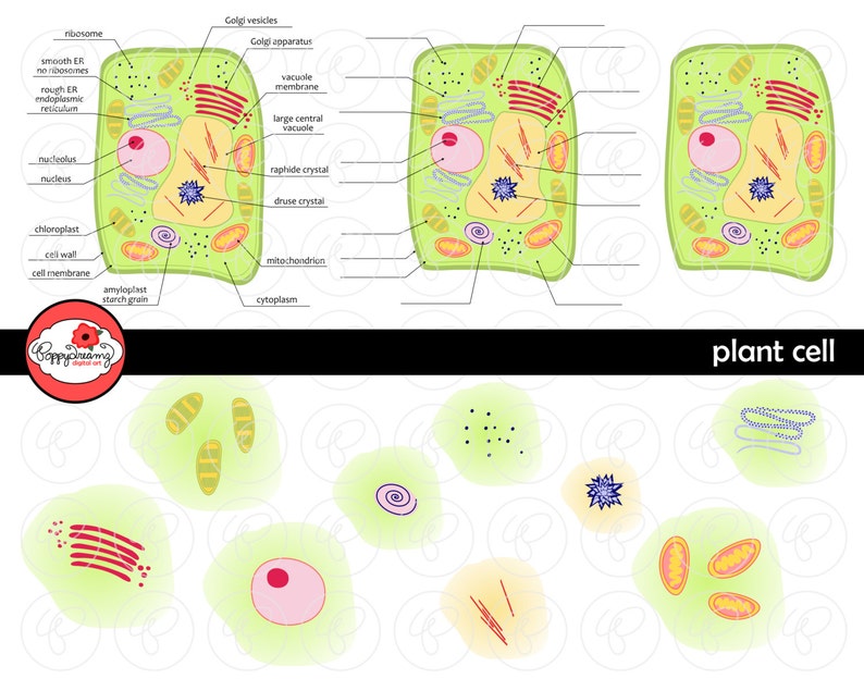 Plant Cell Science Diagram Clipart Set (300 Dpi) School Teacher Clip ...